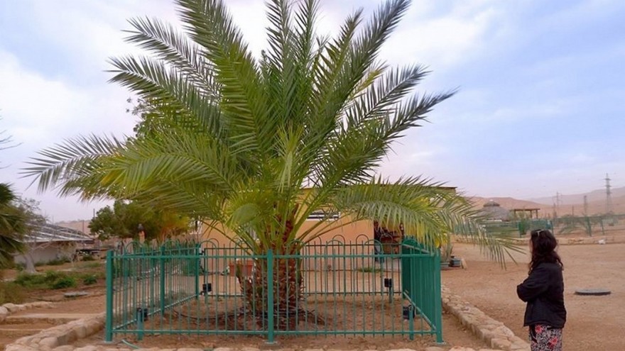 Uspješno uzgojena stabla datulja iz Isusovog vremena - iz sjemena ...