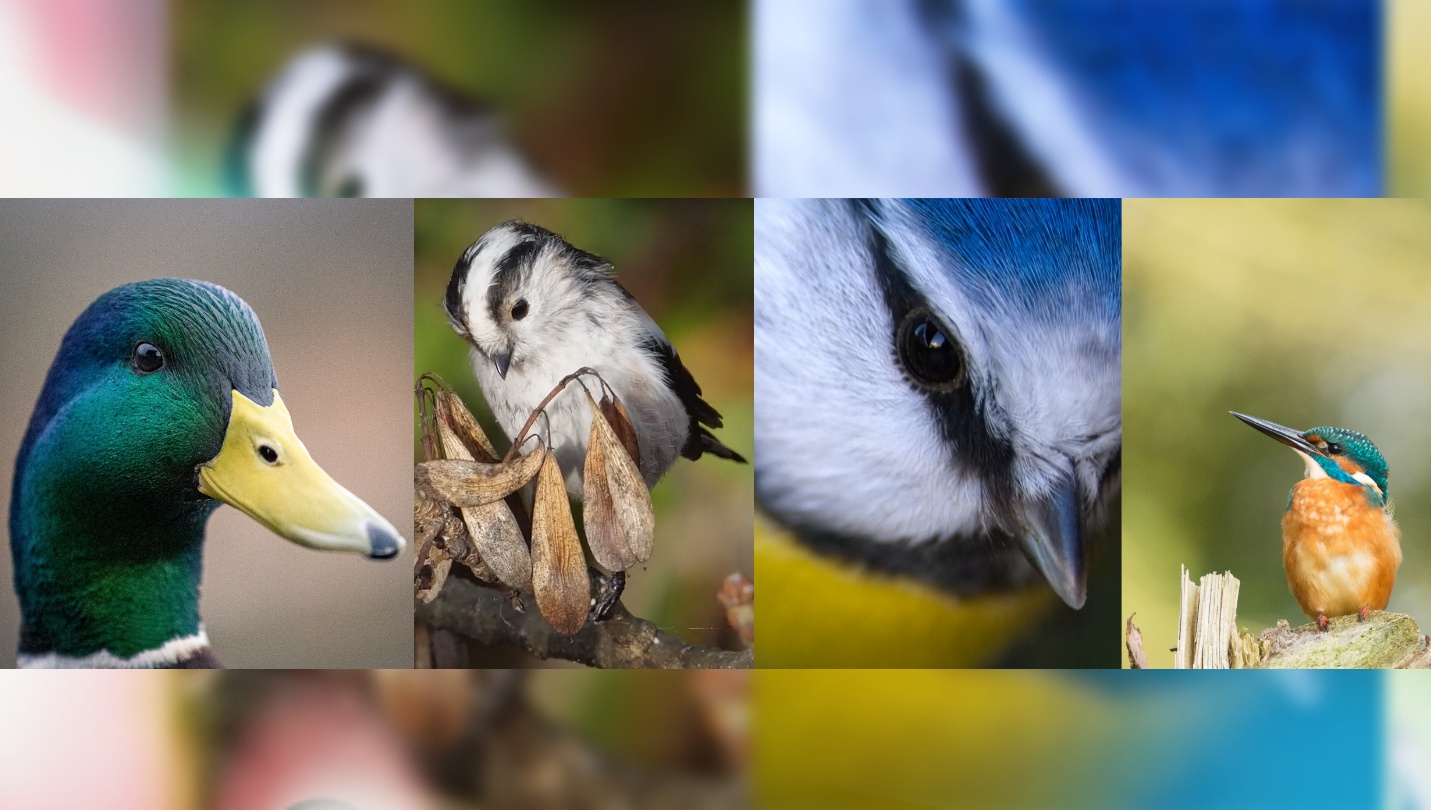 VIDEO Divne divlje ptice Nacionalnog parka „Krka“ | HKM