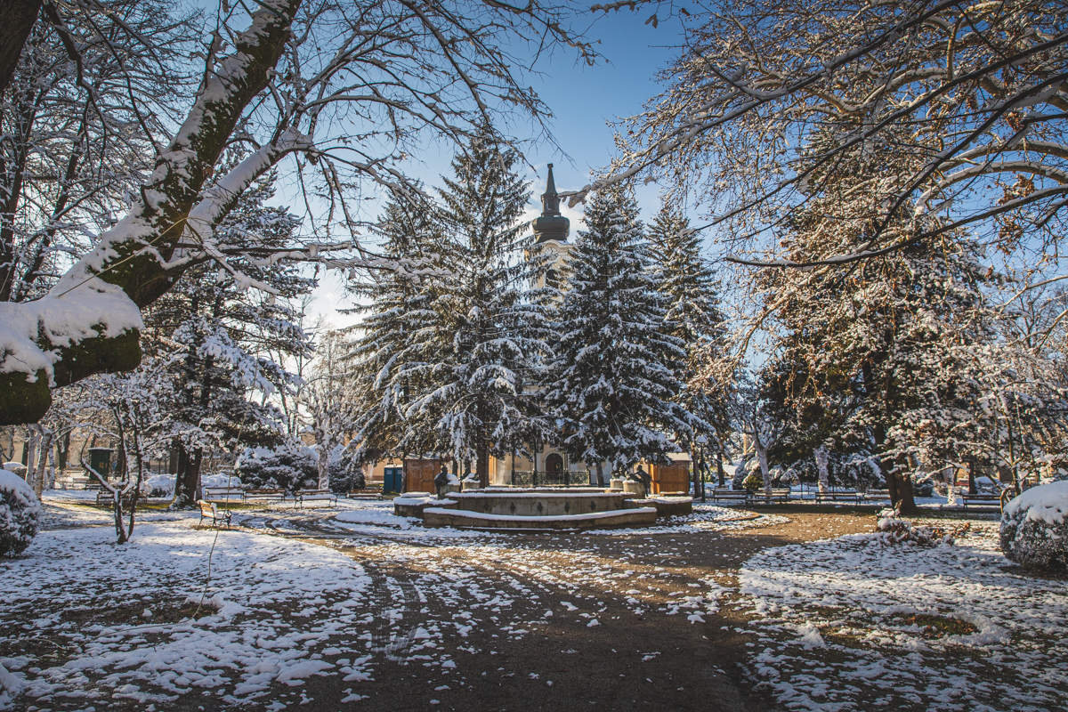 Lipe petrinjskog Strossmayerovog šetališta - zelene "ilirke" iz doba ...