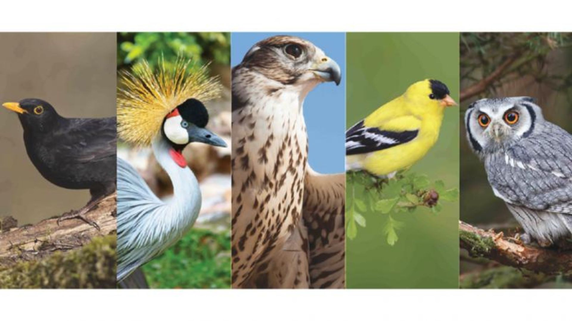 Znate li koja je kršćanska simbolika ovih pet ptica? | HKM